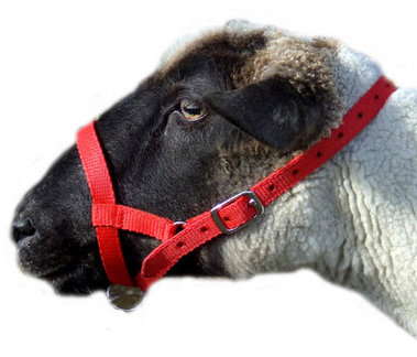 Sheep halter - Animal Halters